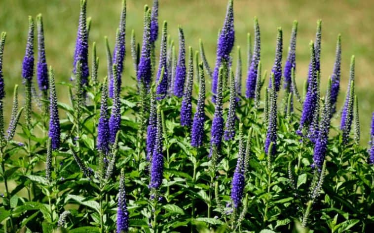 Top 20 Plants & Flowers That Start With B (With PHOTOS)