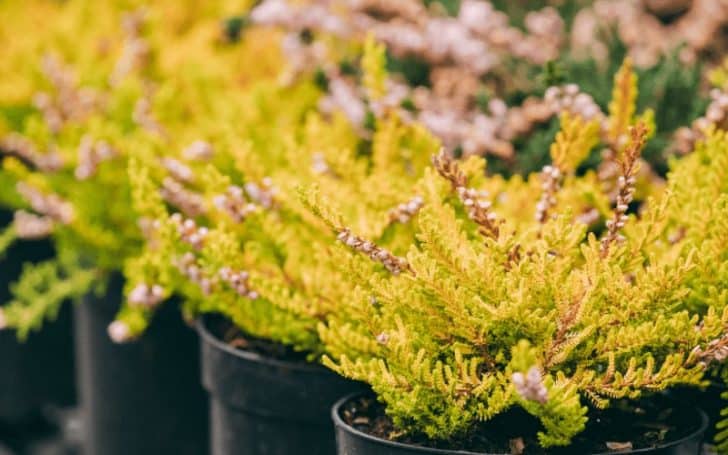 Top 20 Plants & Flowers That Start With C (With PHOTOS)
