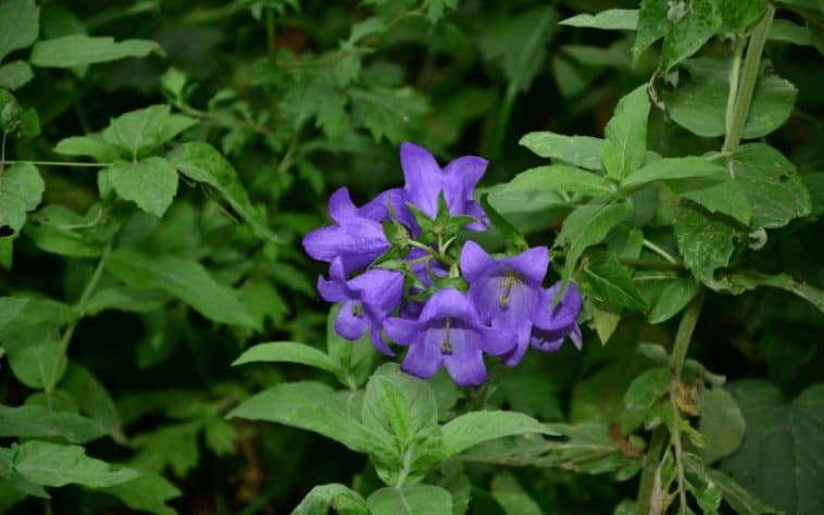 Top 20 Plants & Flowers That Start With C (With PHOTOS)