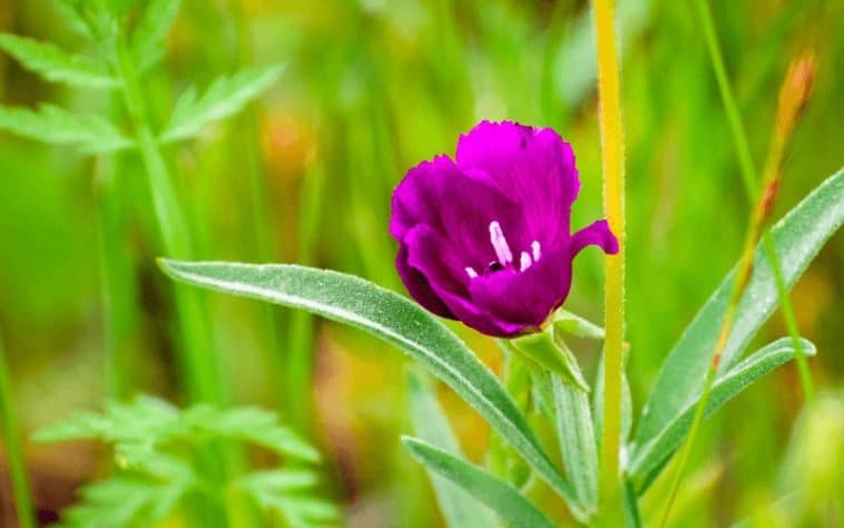 Top 20 Plants & Flowers That Start With C (With PHOTOS)