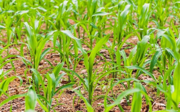 How to Save a Dying Corn Plant