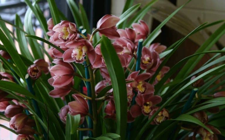 Top 20 Plants & Flowers That Start With C (With PHOTOS)