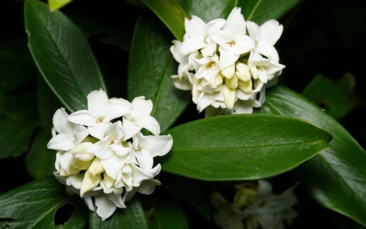 16 Elegant Plants & Flowers That Start With D (With PHOTOS)