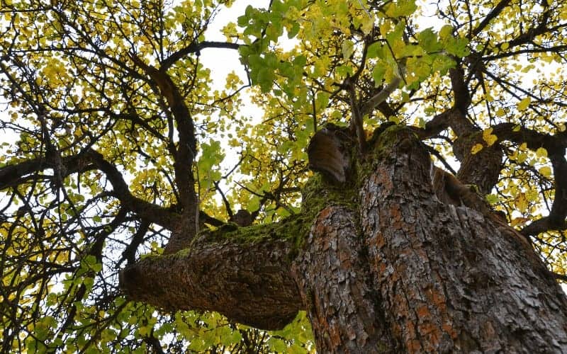 Deciduous Trees Vs Coniferous Trees (Key Differences) Deciduous Trees Vs Coniferous Trees (Key Differences)