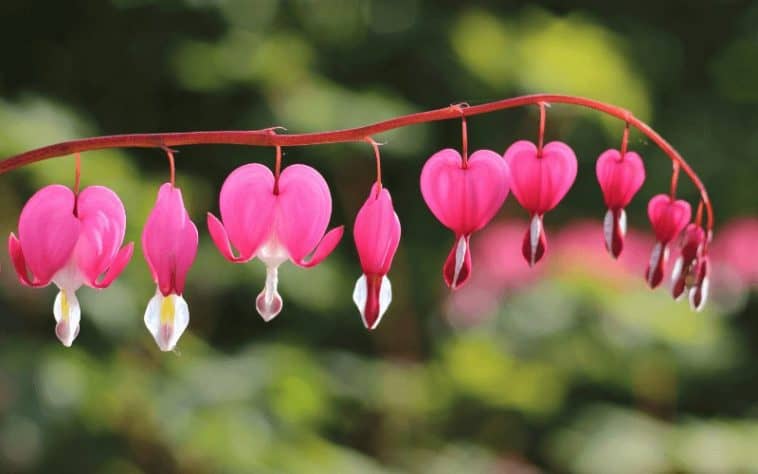 16 Elegant Plants & Flowers That Start With D (With PHOTOS)