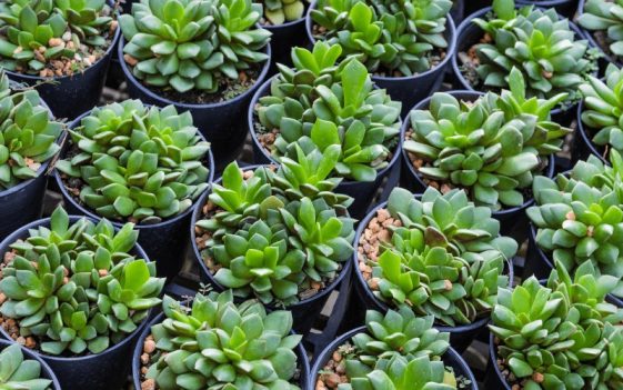 17 Plants & Flowers That Start With E (I LOVE #9)