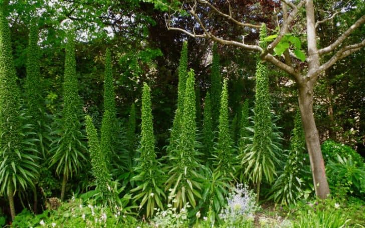 17 Plants & Flowers That Start With E (I LOVE #9)