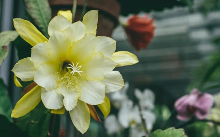 17 Plants & Flowers That Start With E (I LOVE #9)
