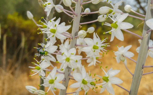 17 Plants & Flowers That Start With E (I LOVE #9)
