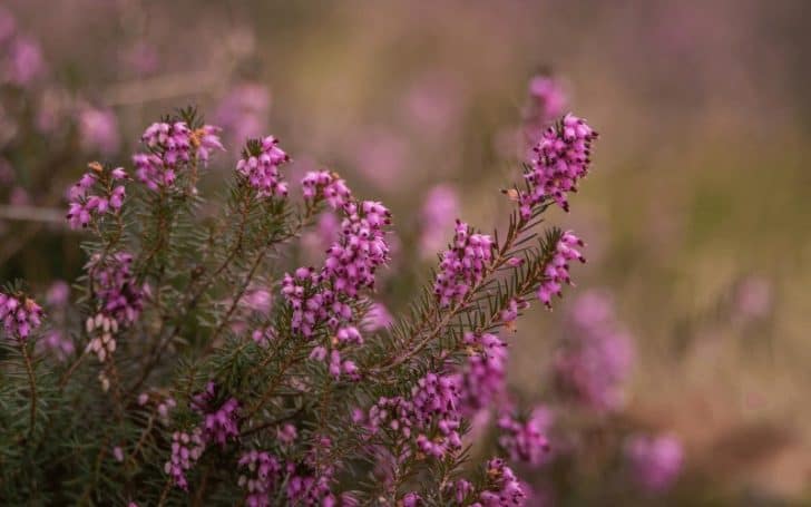 17 Plants & Flowers That Start With E (I LOVE #9)