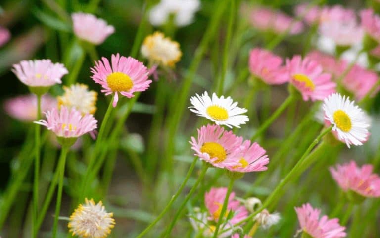 17 Plants & Flowers That Start With E (I LOVE #9)