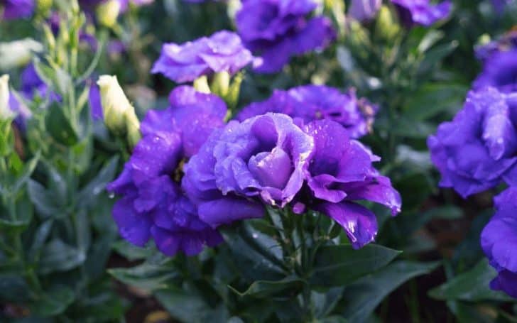 17 Plants & Flowers That Start With E (I LOVE #9)