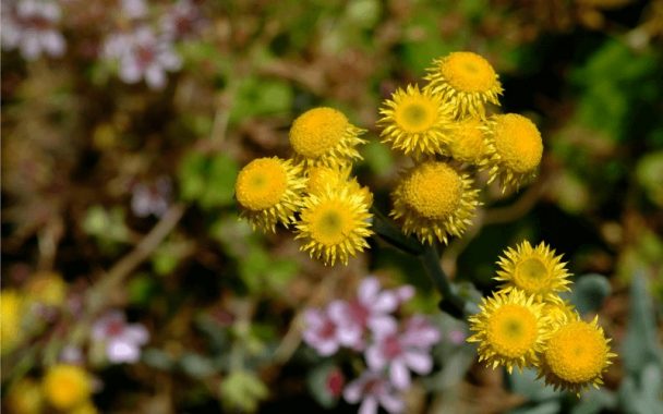 17 Plants & Flowers That Start With E (I LOVE #9)