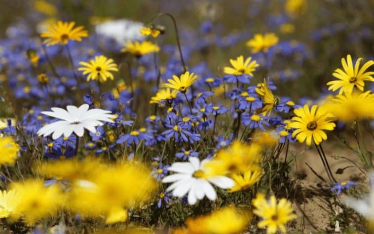 16 Plants & Flowers That Start With F (#11 Is SUPER Cute)