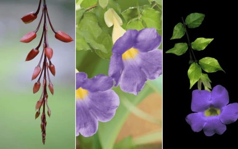 12 Incredibly STUNNING Flowers That Start With T