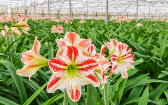 16 Plants & Flowers That Start With F (#11 Is SUPER Cute)