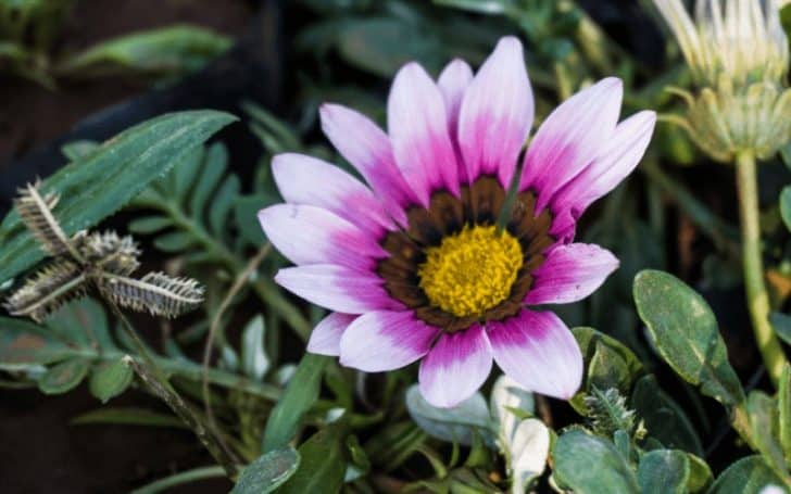 16 List Of Plants & Flowers That Start With G (With PHOTOS)