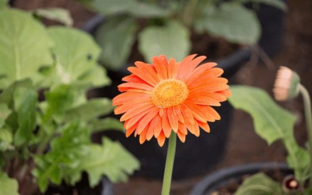 16 List Of Plants & Flowers That Start With G (With PHOTOS)