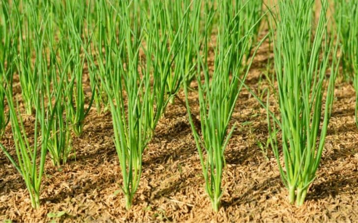 How To Grow Onions From Scraps (7 EASY Steps)