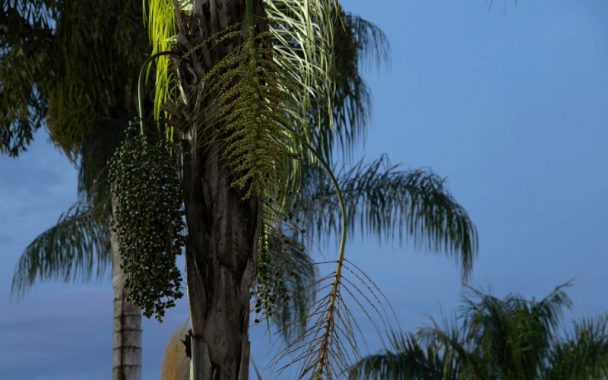 How To Revive a Dying Palm Tree