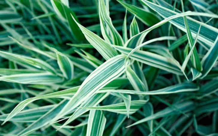 How To Save a Dying Spider Plant (5 EASY Steps)