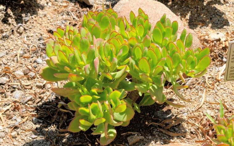 How to Save A Dying Jade Plant (3 Smart Steps)