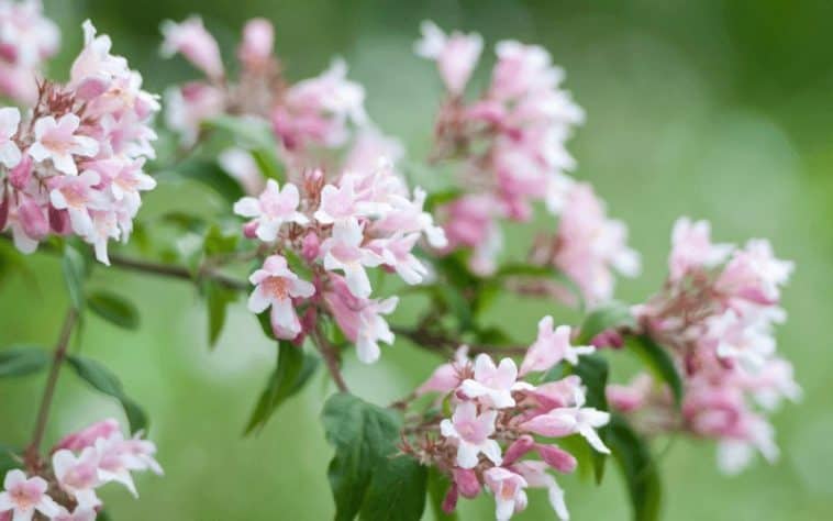 7 List Of Flowers That Start With K (+ IMAGES)