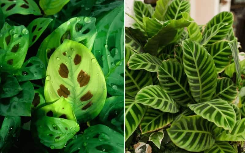 Maranta Vs Calathea Plant: How Are They Different?