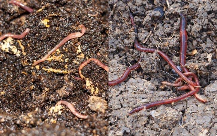 Compost Worms Vs Earthworms: All You Should Know