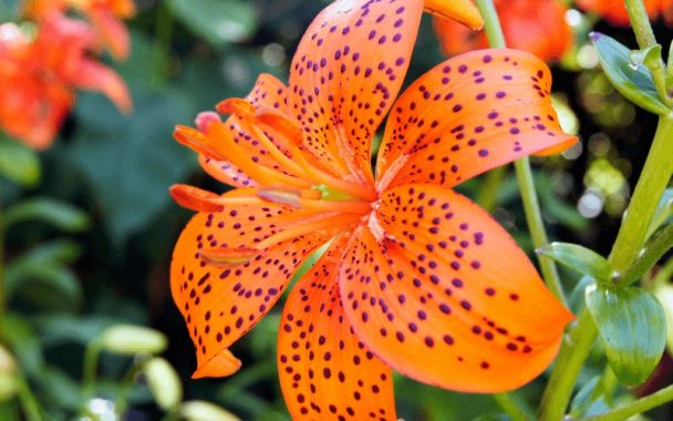 12 Incredibly STUNNING Flowers That Start With T