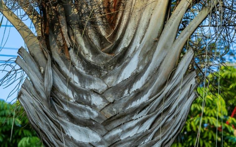 21 Types Of Palm Trees (With Photos & Identification Tips)