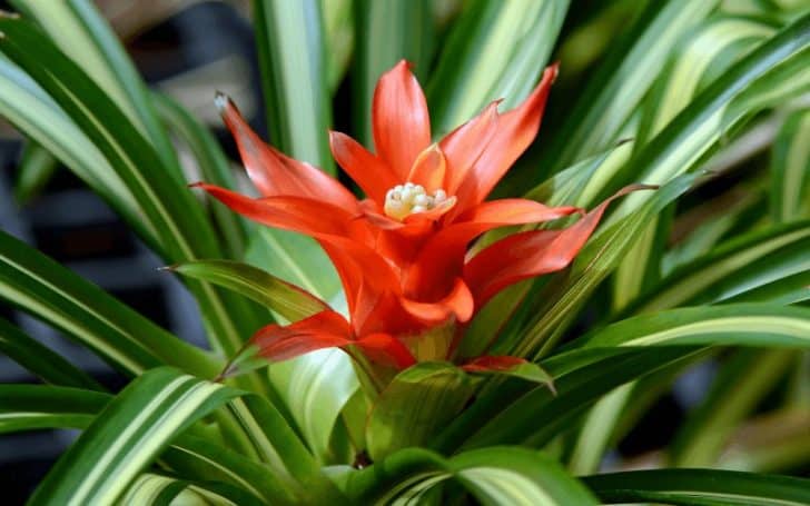 10 Super Attractive Flowers That Start With U