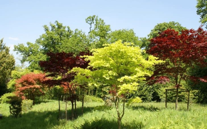 Deciduous Trees Vs Coniferous Trees (Key Differences)