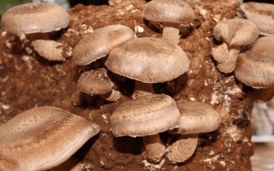 Is Mushroom A Vegetable Or A Fruit? (Interesting FACTS)