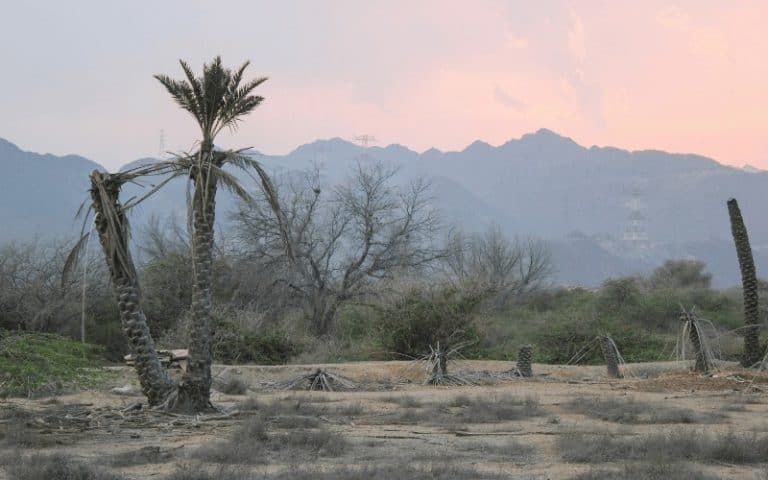 How To Revive a Dying Palm Tree