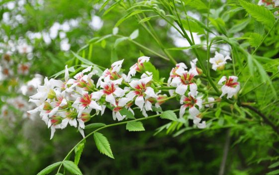 10 Cute Flowers That Start With X