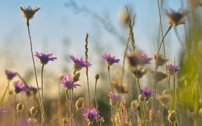 10 Cute Flowers That Start With X