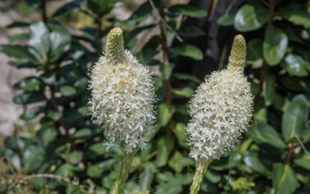 10 Cute Flowers That Start With X