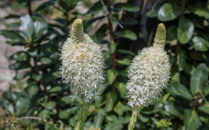 10 Cute Flowers That Start With X