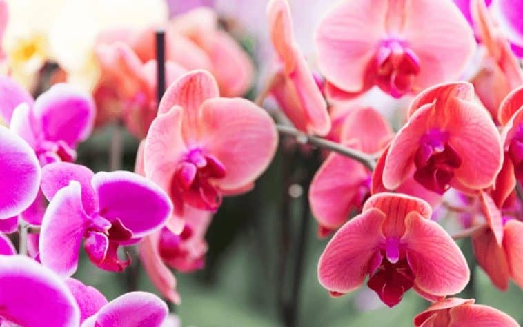 10 Cute Flowers That Start With X