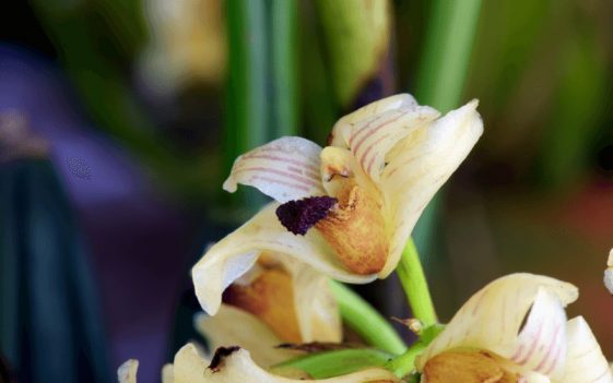 10 Cute Flowers That Start With X