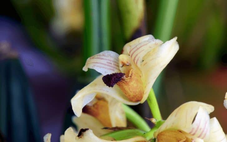 10 Cute Flowers That Start With X