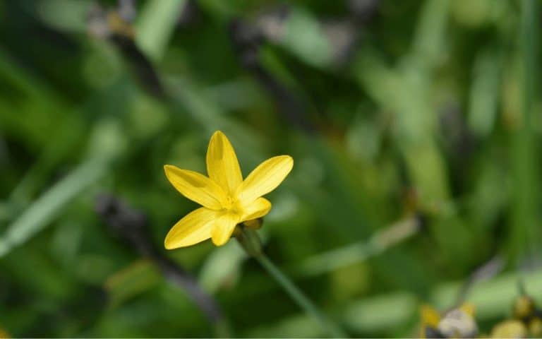 10 Beautiful Flowers That Start With Y