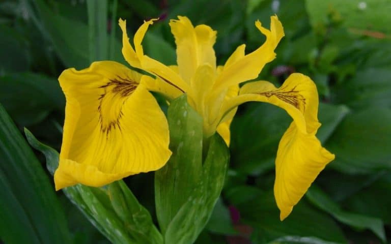 10 Beautiful Flowers That Start With Y