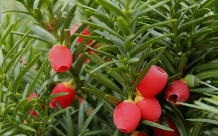 10 Beautiful Flowers That Start With Y