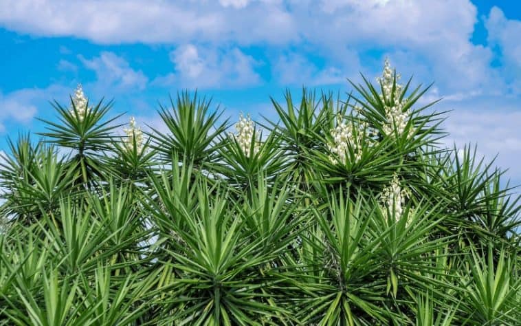 10 Beautiful Flowers That Start With Y