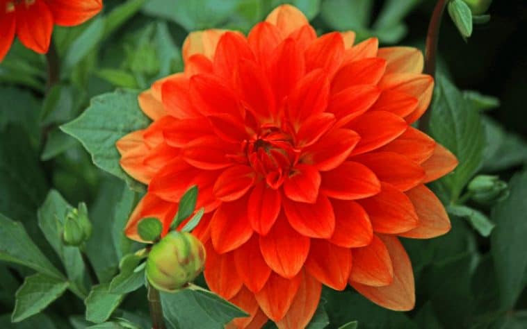 Top 10 Amazing Flowers That Start With Z