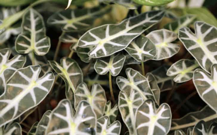 14 Beautiful Plants With Waxy Leaves (+PHOTOS)