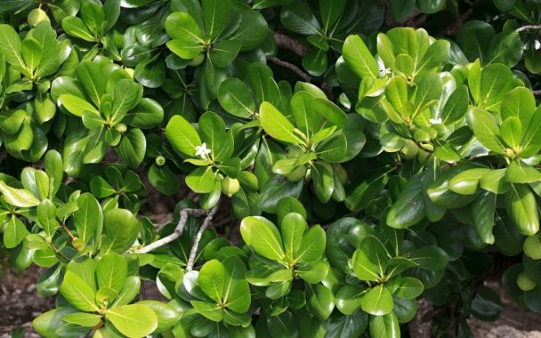 14 Beautiful Plants With Waxy Leaves (+PHOTOS)