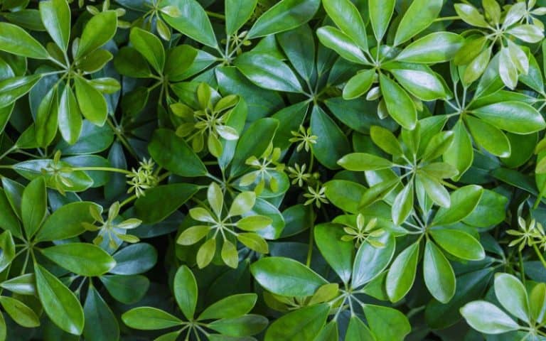 14 Beautiful Plants With Waxy Leaves (+PHOTOS)